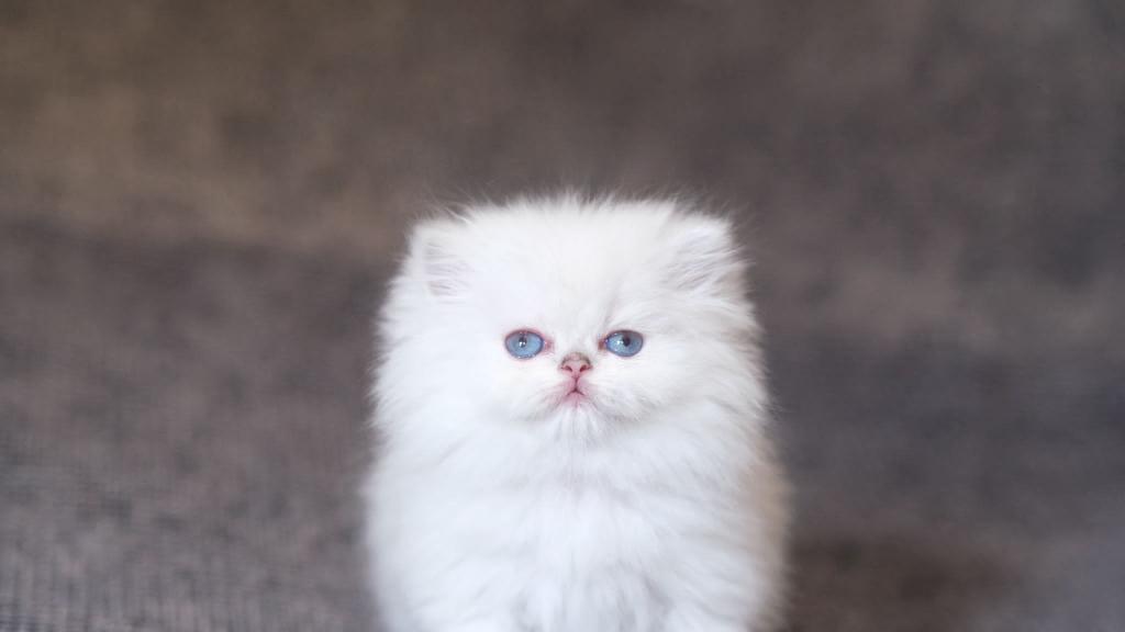 Orjinal Silver Ful Taşıyıcı As1133 Dişi British Longhair | Petcim.com ...