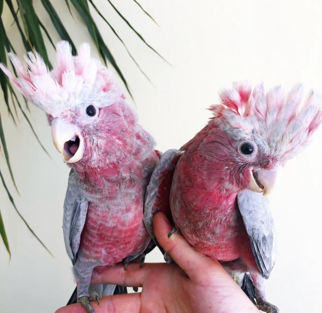 Bebek Gallah Kakadu | Petcim.com - 973721