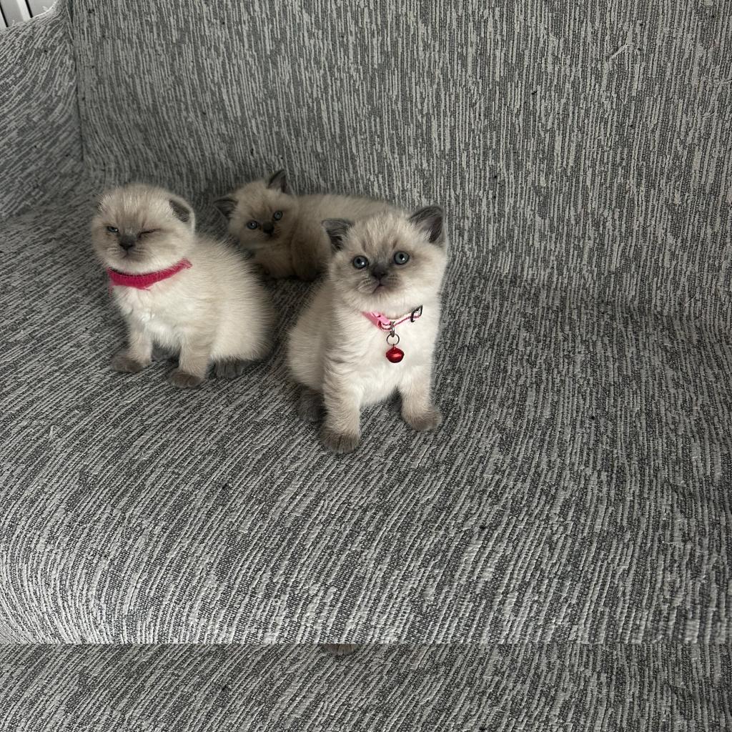 British Scottish Blue Point Erkek 45 Günlük | Petcim.com - 1308103