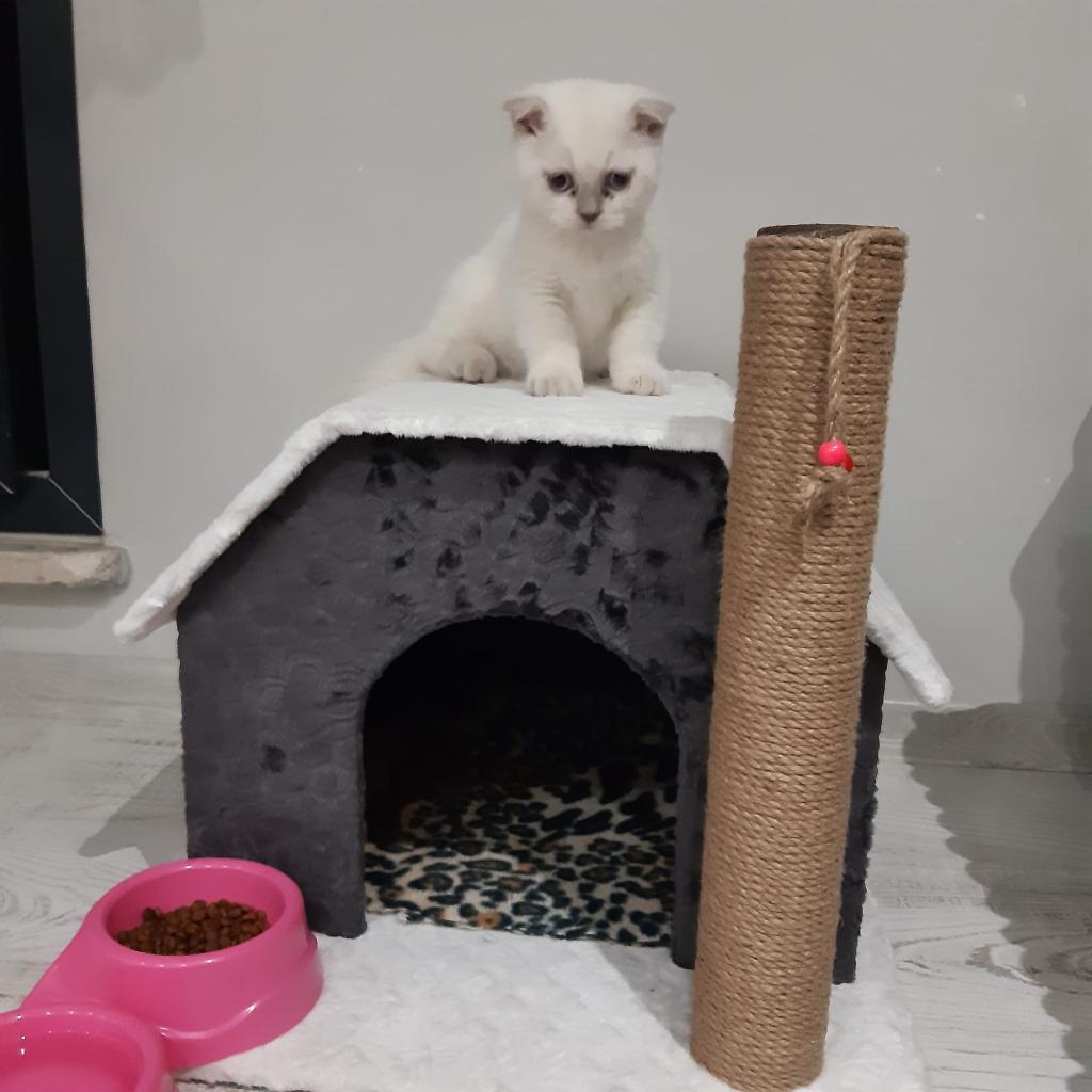 2 Aylık Anne Scottish Fold Baba British Orijinal Irk | Petcim.com - 1079509