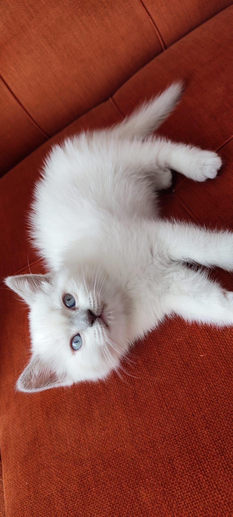 Son Blue Point British Shorthair Prensi | Petcim.com - 760972