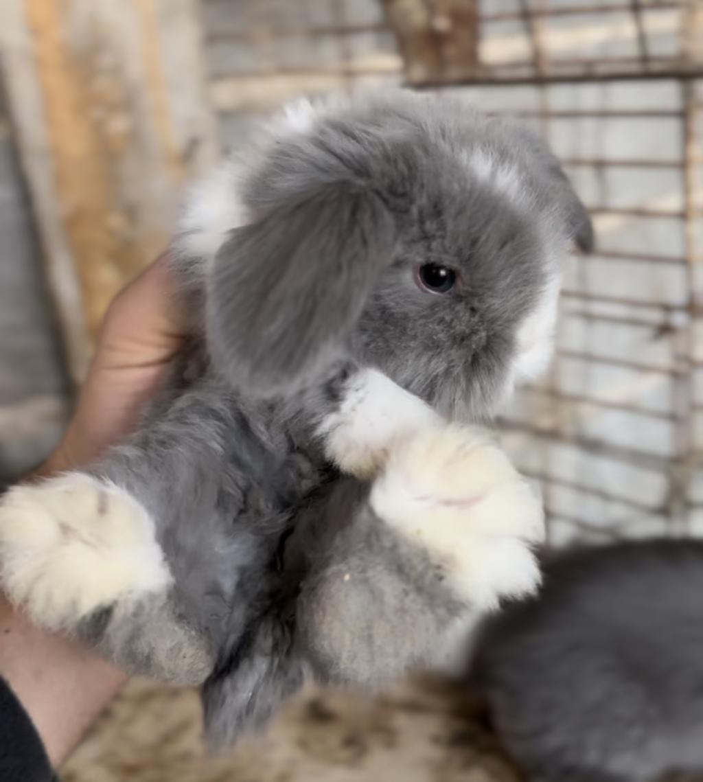 Hollanda Teddy Blue Lop Tavşan | Petcim.com - 744156