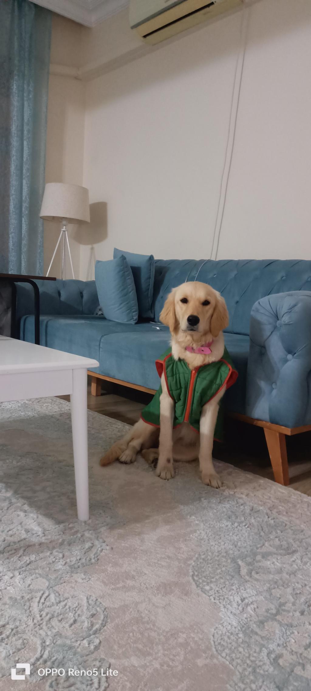 Saf Golden Retriever | Petcim.com - 1028846