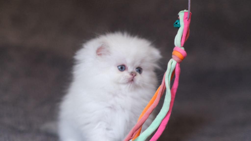 Orjinal Silver Ful Taşıyıcı As1133 Dişi British Longhair | Petcim.com ...