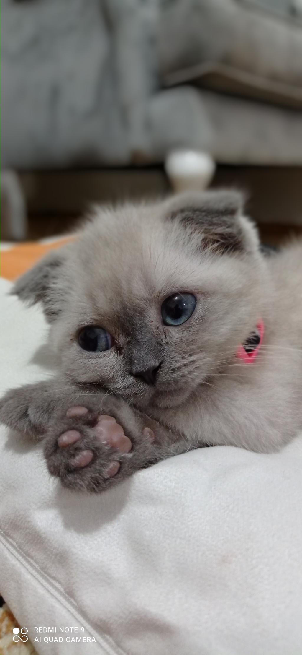 Scottish Fold Blue Point | Petcim.com - 900446