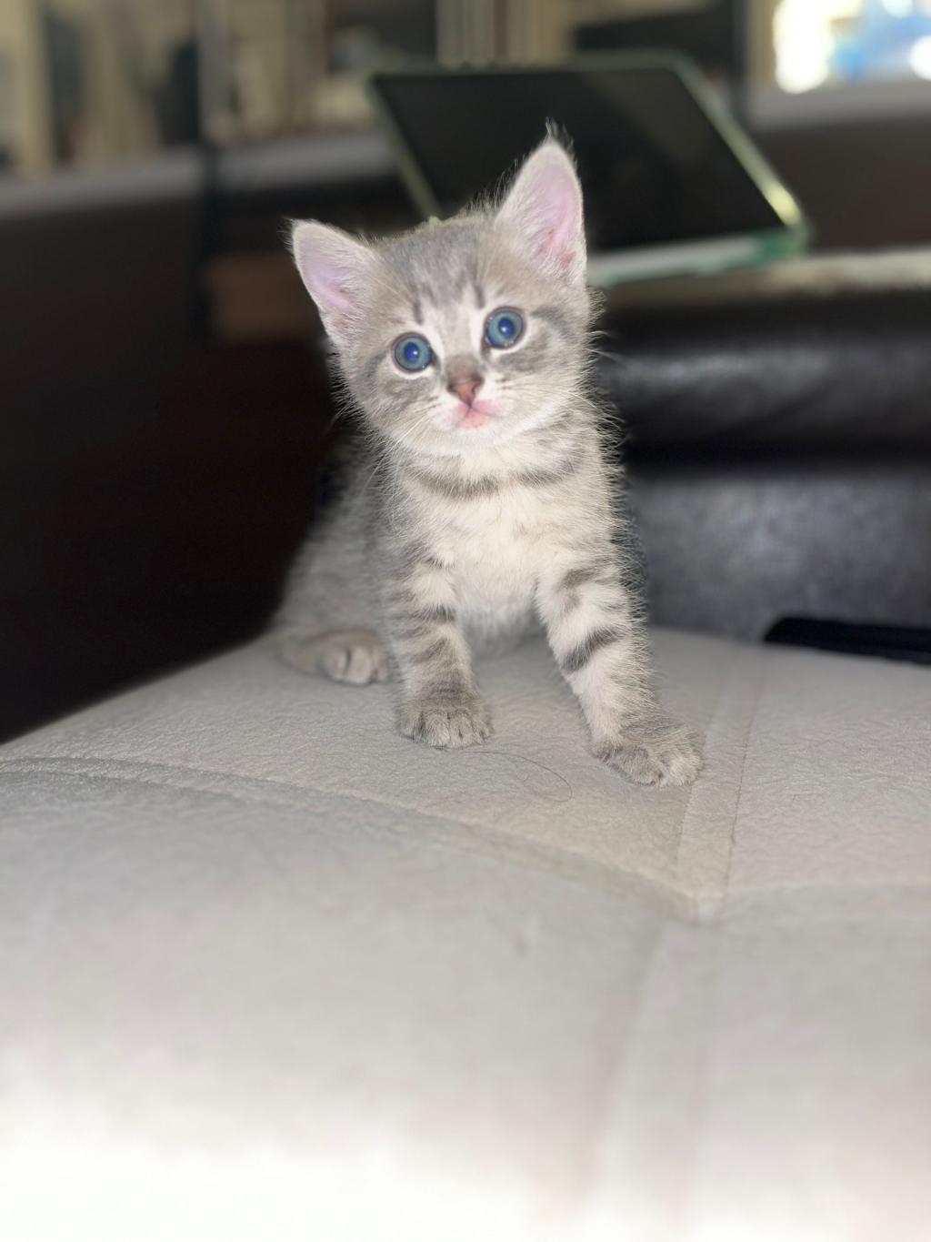 British Ve Russian Blue Melez Kedilerimiz Yuva Arıyor | Petcim.com ...