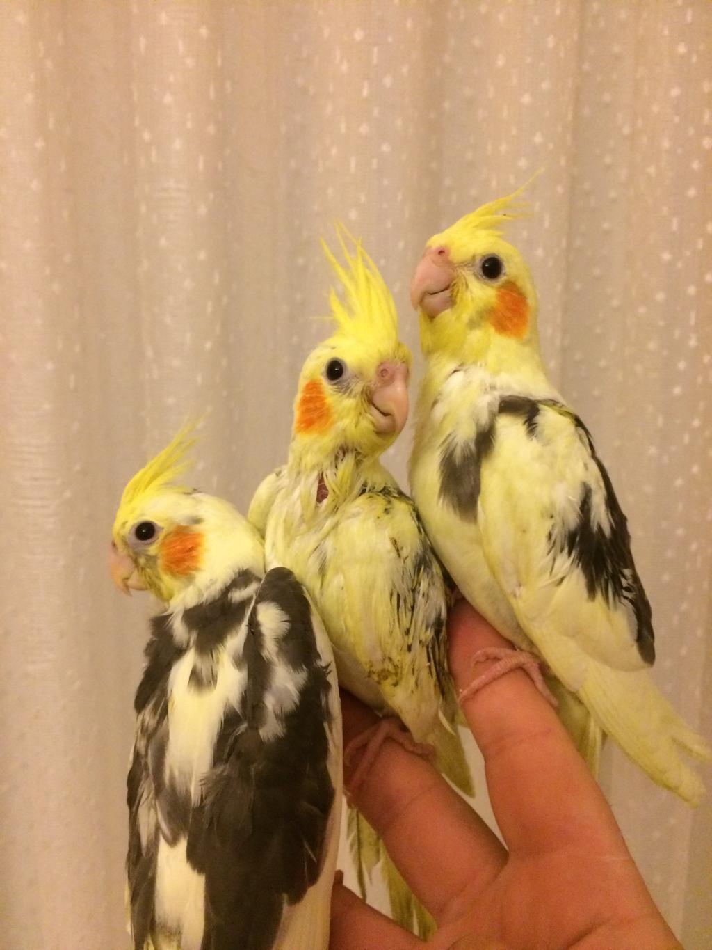 2026 Yeni Yeme Düşen Süt Bebek Yavru Sultan Papağanı | Petcim.com - 1325828