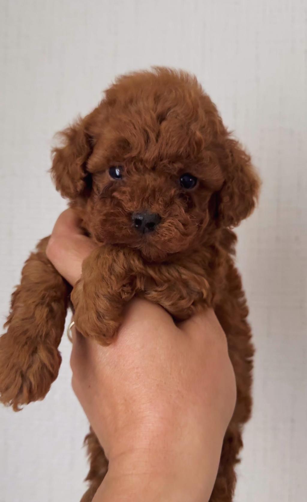 Orjinal Kore Kan Toy Ve Teacup Poodle Yavrular | Petcim.com - 1309283
