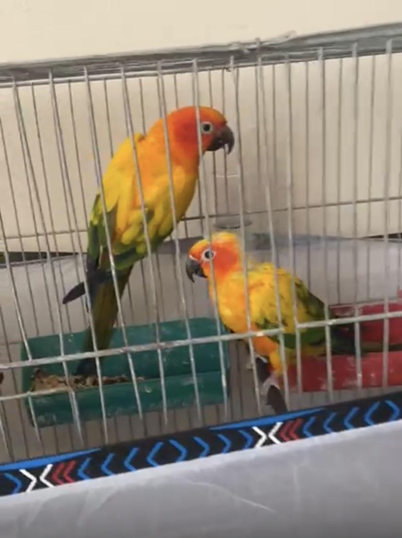 Çift Güneş Konur Papağanlar | Petcim.com - 1228746