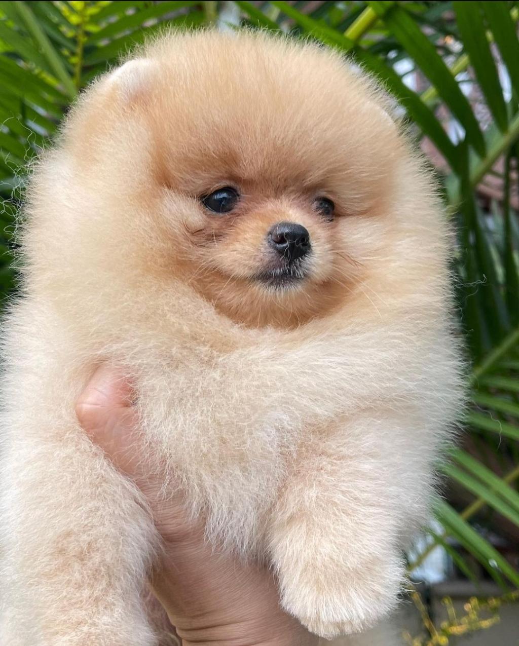 Pomeranian Boo Bebekler | Petcim.com - 1006351