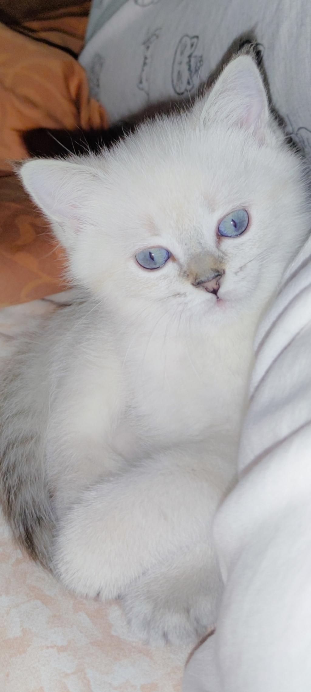 Silver Point Kedimiz | Petcim.com - 1006874