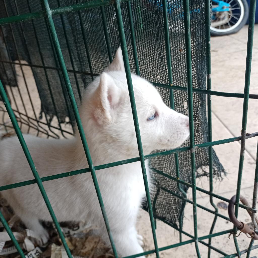 Kar Beyaz Mavi Gözlü Safkan Sibirya Kurdu | Petcim.com - 1142482