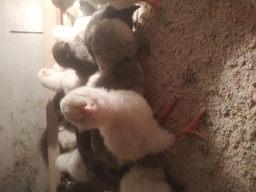 Mavi Yumurtacı Tavuk | Petcim.com - 985588