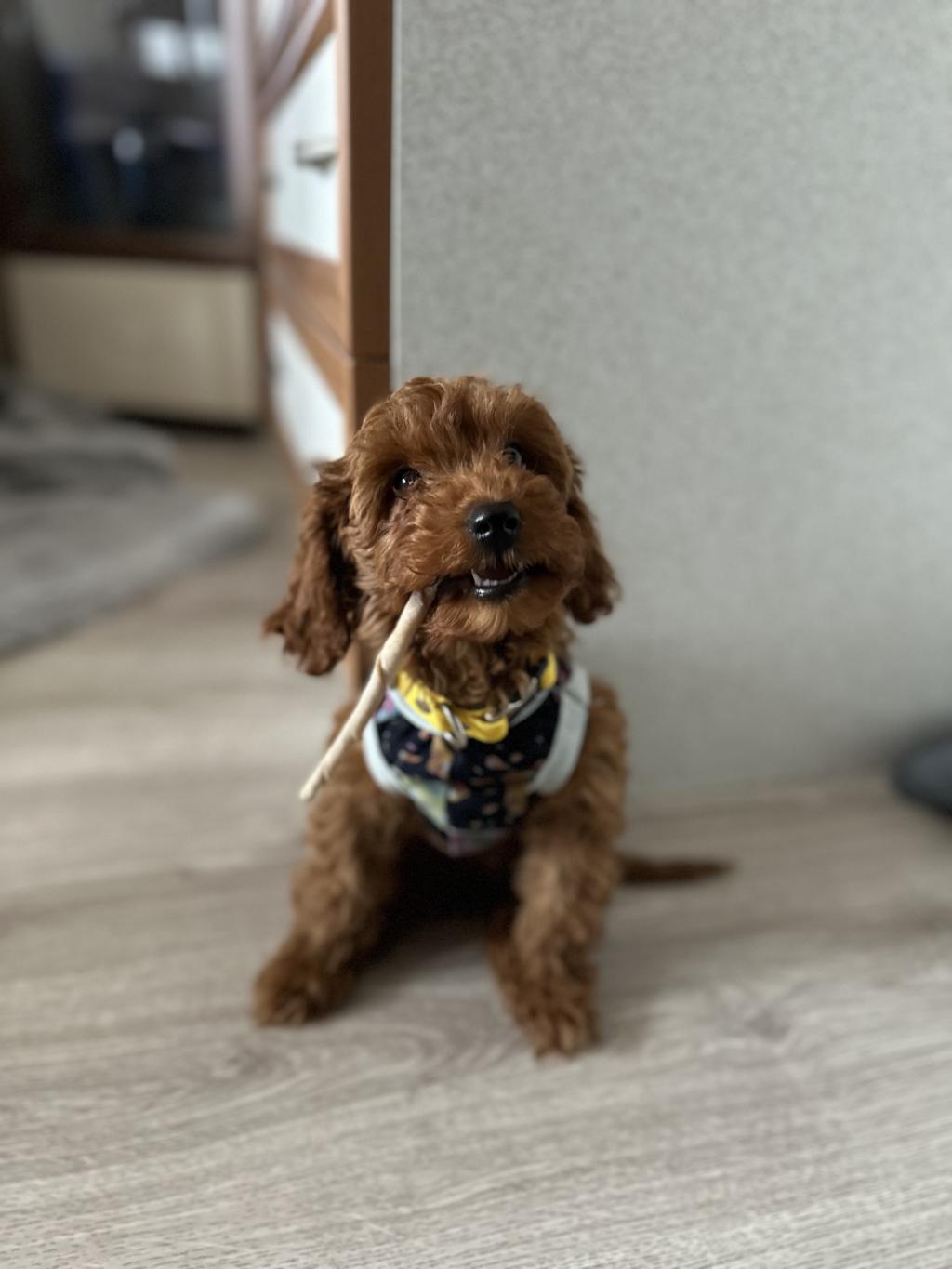 Dişi 75 Günlük Toy Poodle | Petcim.com - 1324868