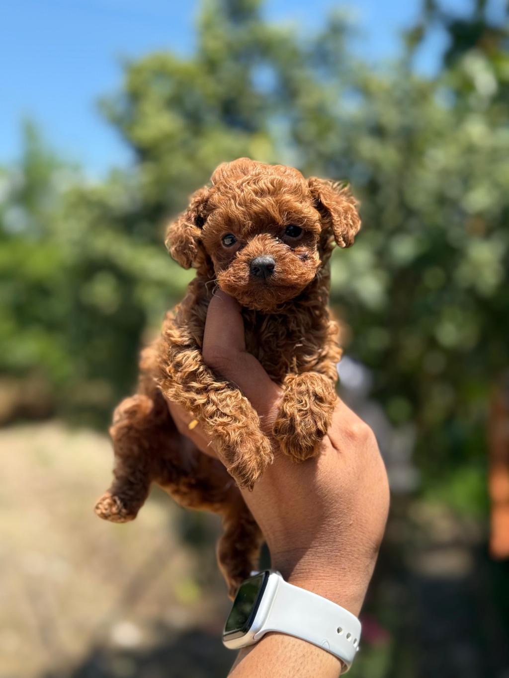 Kore Teacup Poodle Bebekler | Petcim.com - 1388849