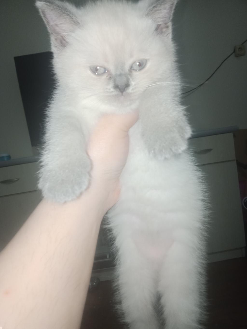 Narin British Çiçeklerim | Petcim.com - 1017037