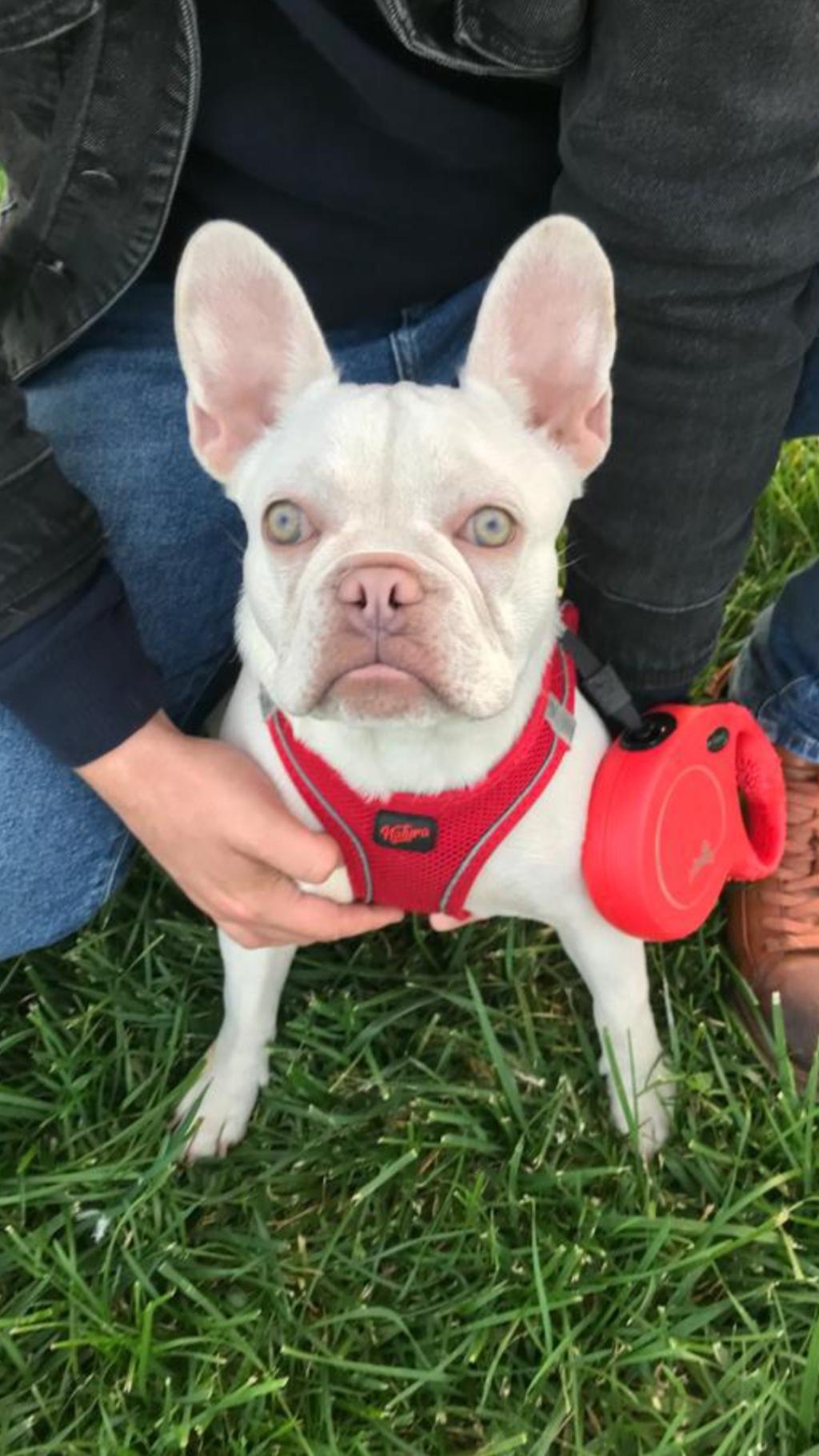 Nadir Bulunan Lilac Tan Platinum Erkek French Bulldog | Petcim.com - 741133