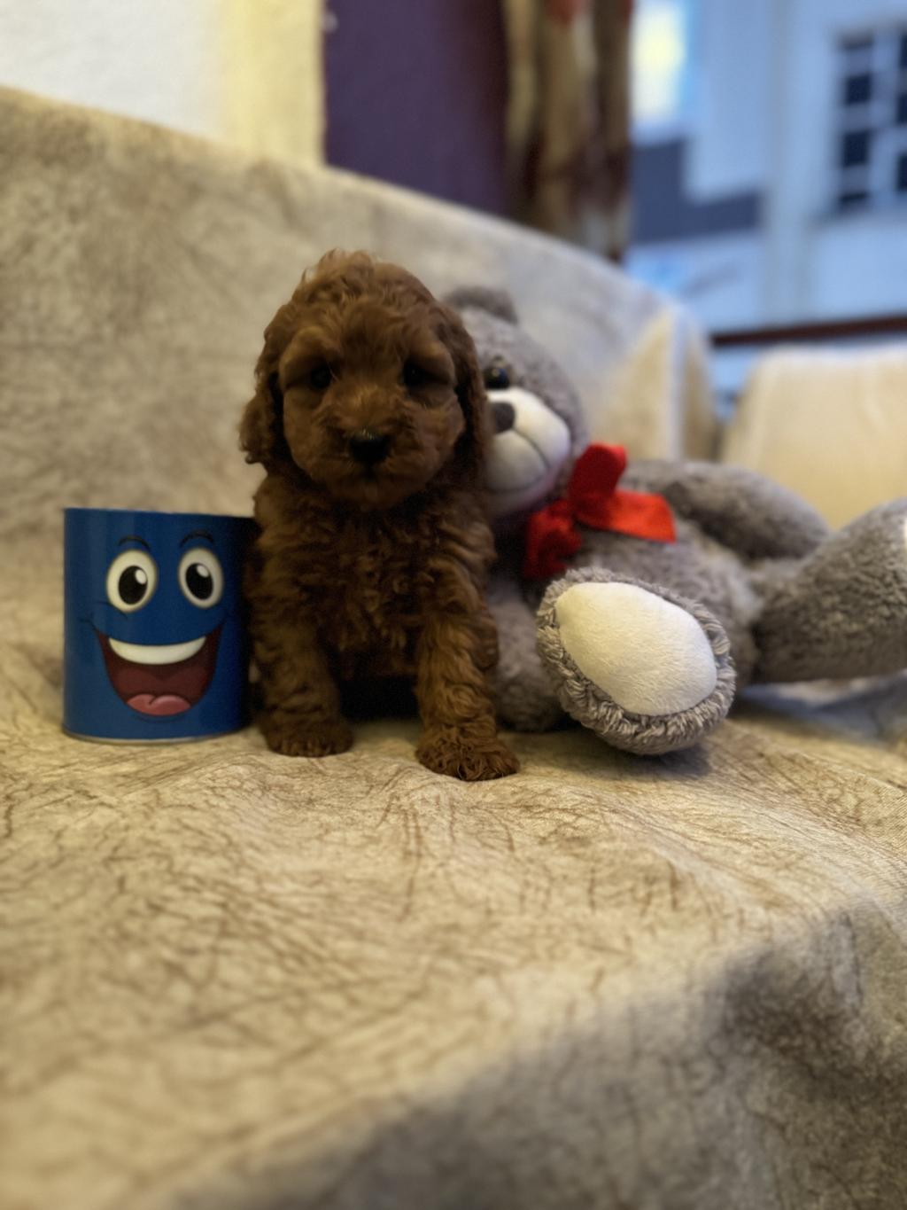 Saf Kan Toy Poodle Yavrumuz | Petcim.com - 1013928