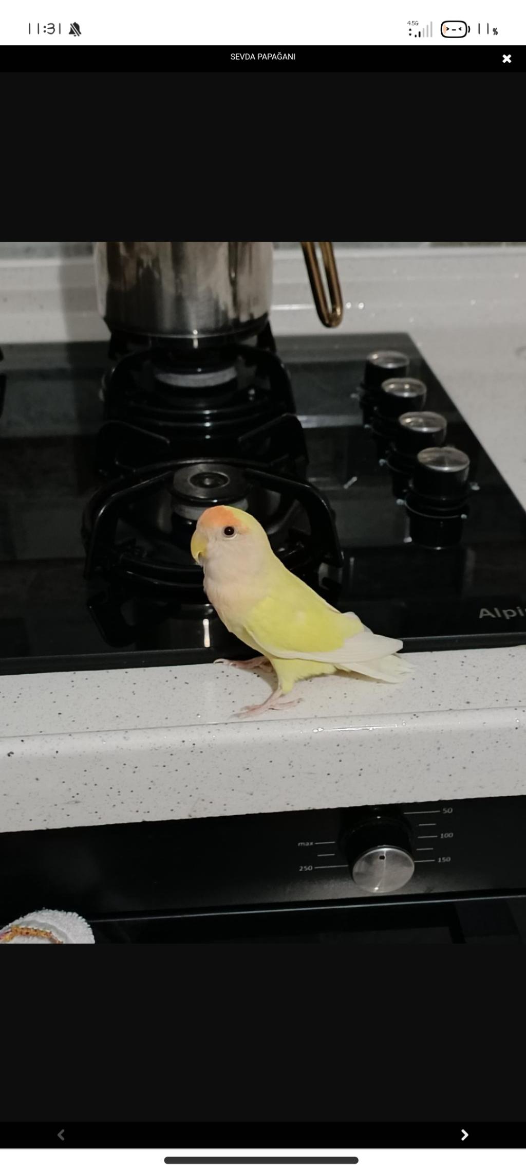 Sevda Papağanı 2 Yaşında | Petcim.com - 1240665