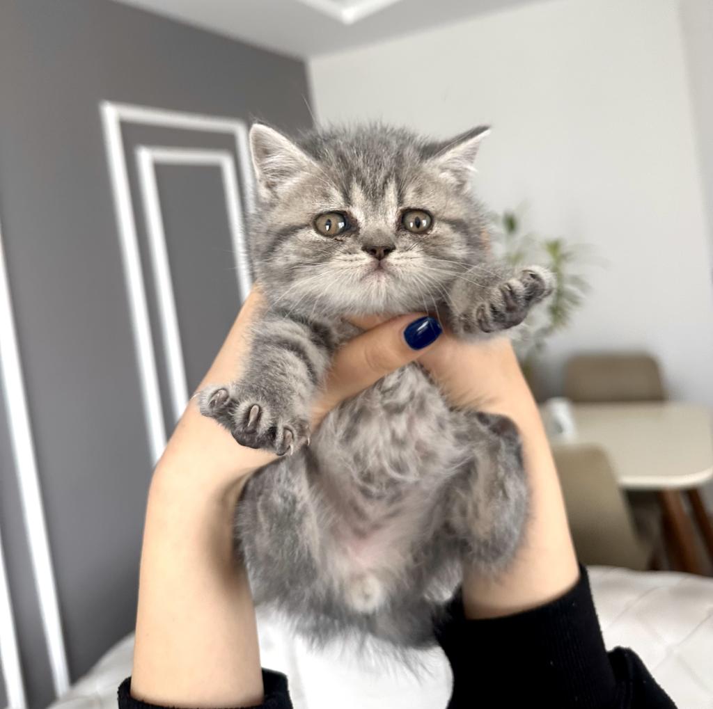 British Shorthair Blue Tabby