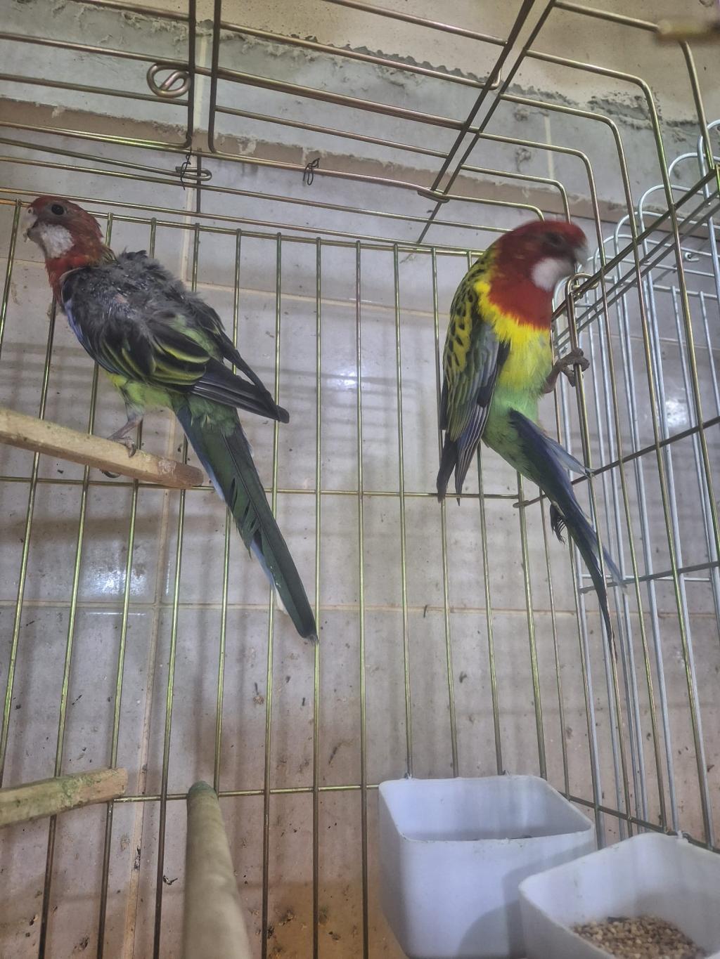 Mutasyon Ve Klasik Rozella | Petcim.com - 778470