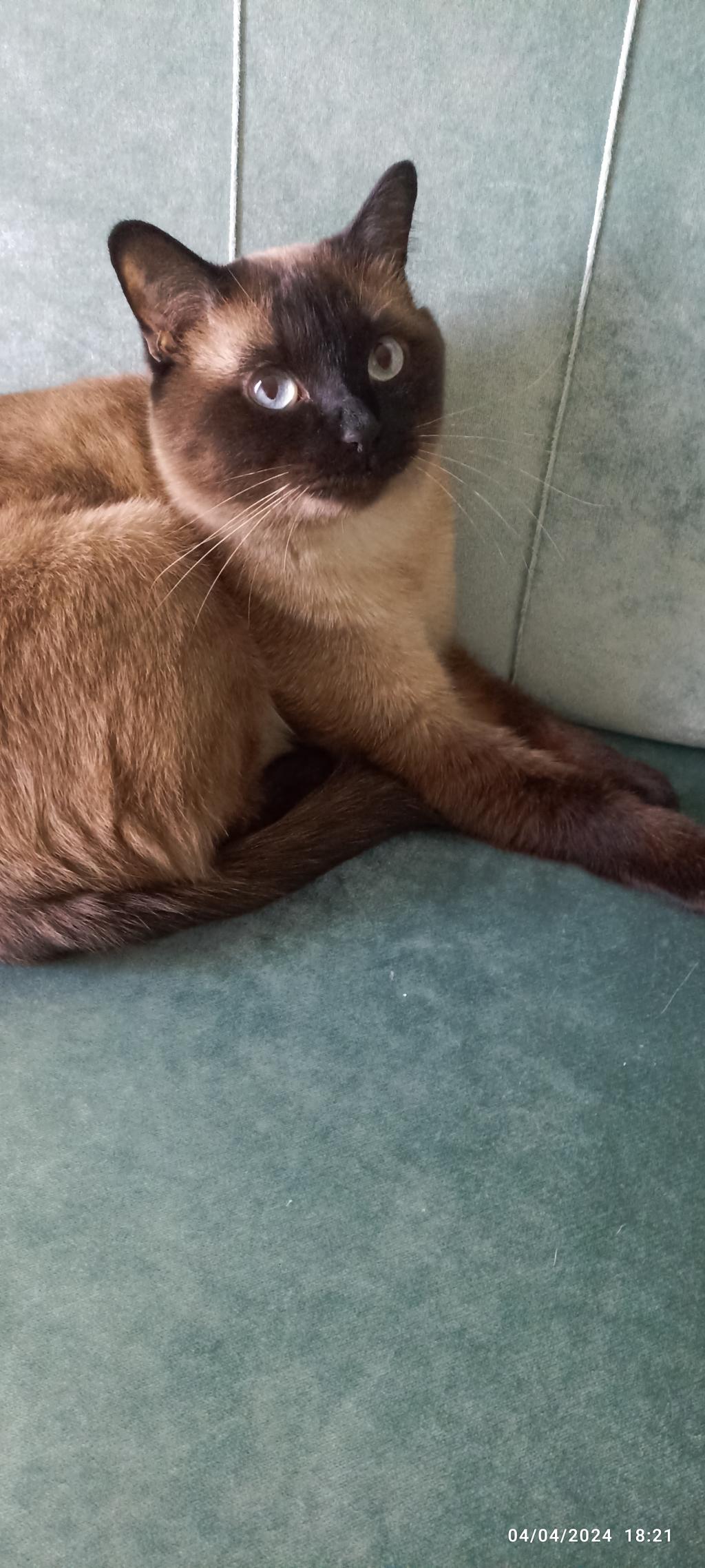 Sevimli Siyam Kedimizi Ücretsiz Sahiplendirmek İstiyoruz | Petcim.com - 998479