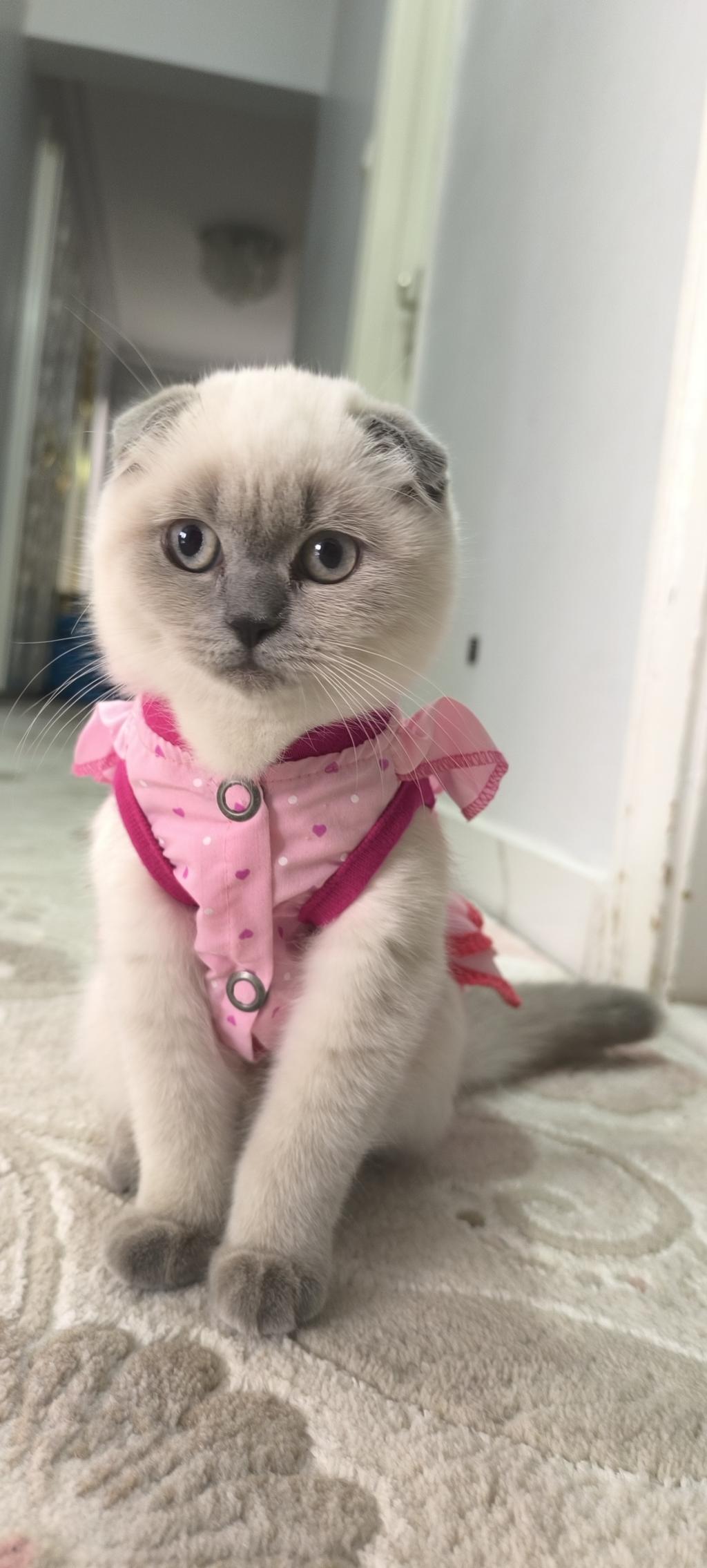 Blue Point Scottish Fold | Petcim.com - 1204427