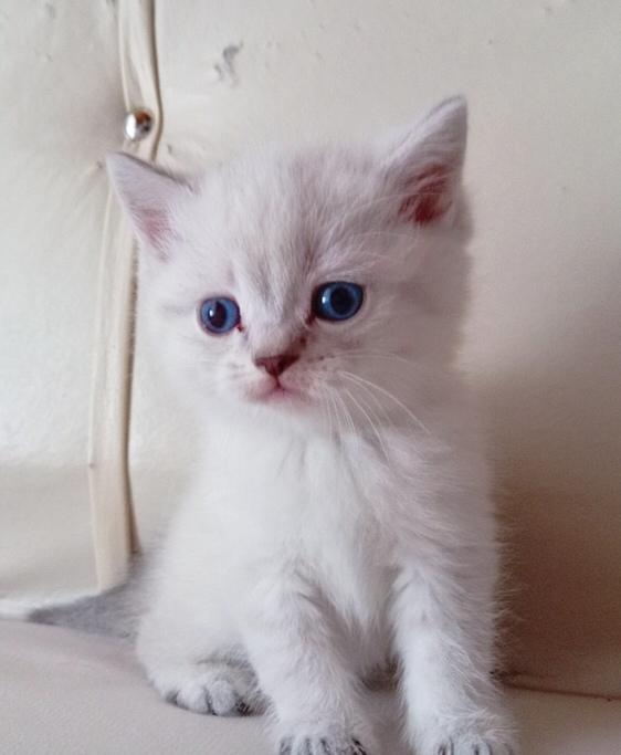 Blue Point British Shorthair Teslime Hazır | Petcim.com - 907102