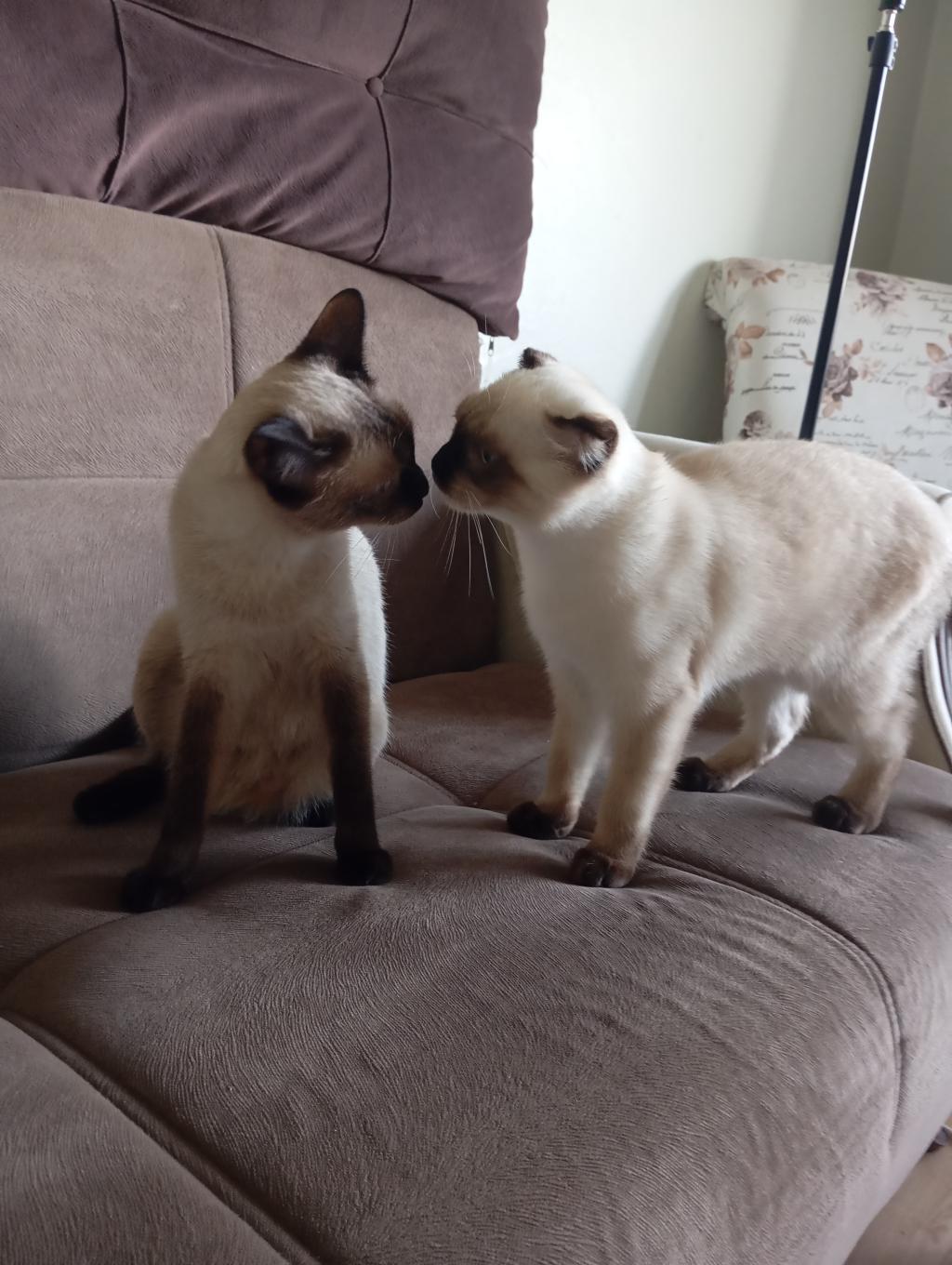 Scottish Fold Baba Siyam Anne Ve Yavruları | Petcim.com - 1040730