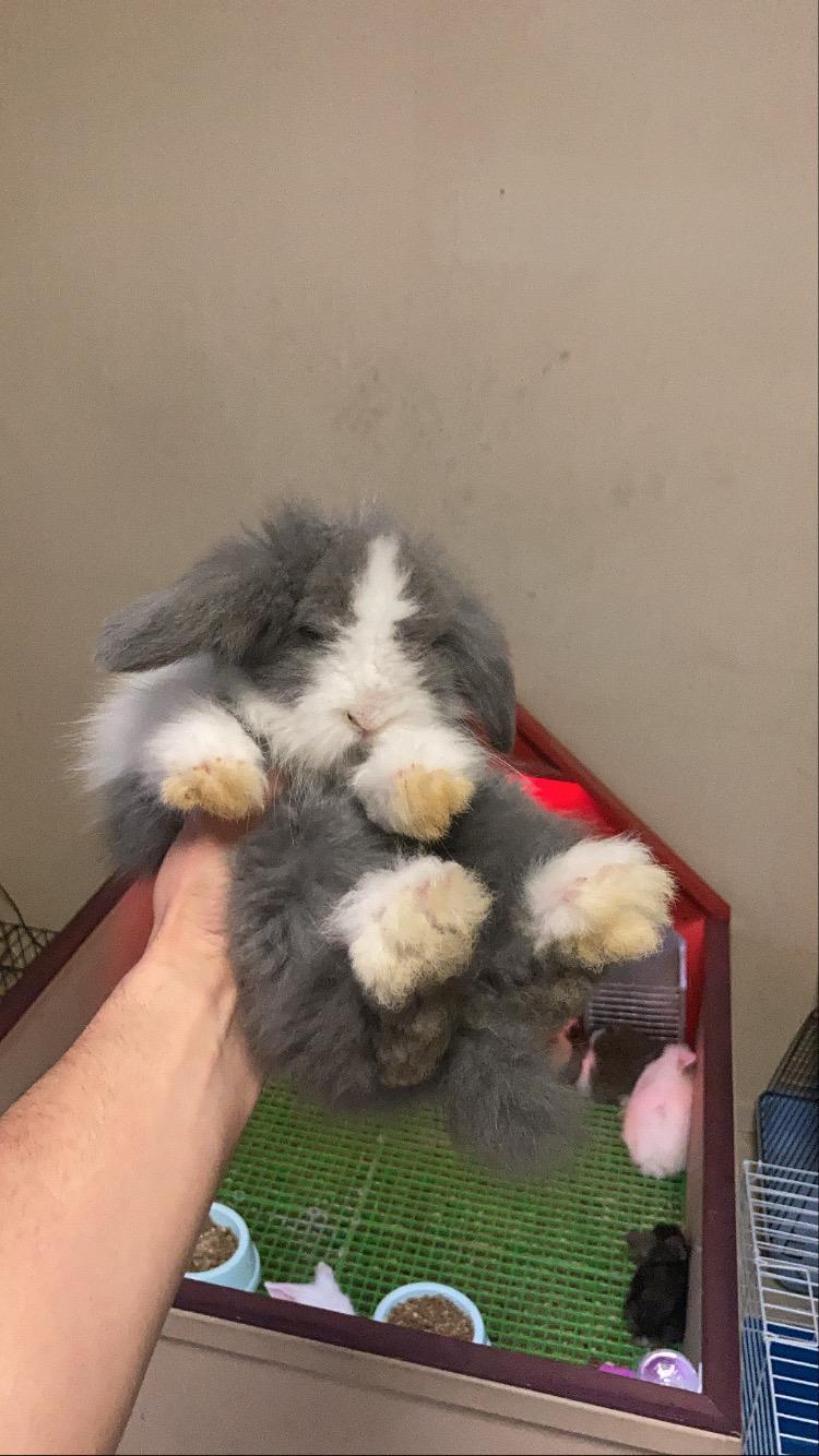 Hollanda Lop Tavşan Yavruları | Petcim.com - 1051612