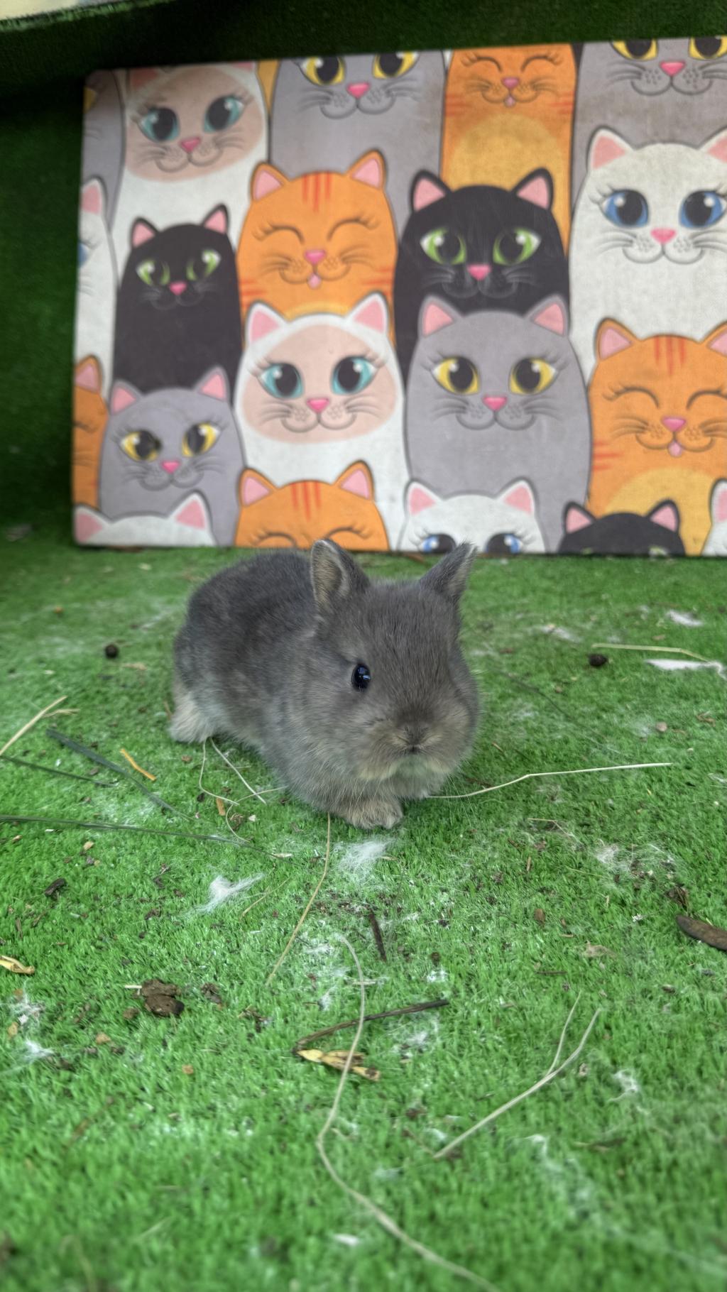 Hollanda Teddy Lop Ve Cuce Tavsanlarımız | Petcim.com - 1312564