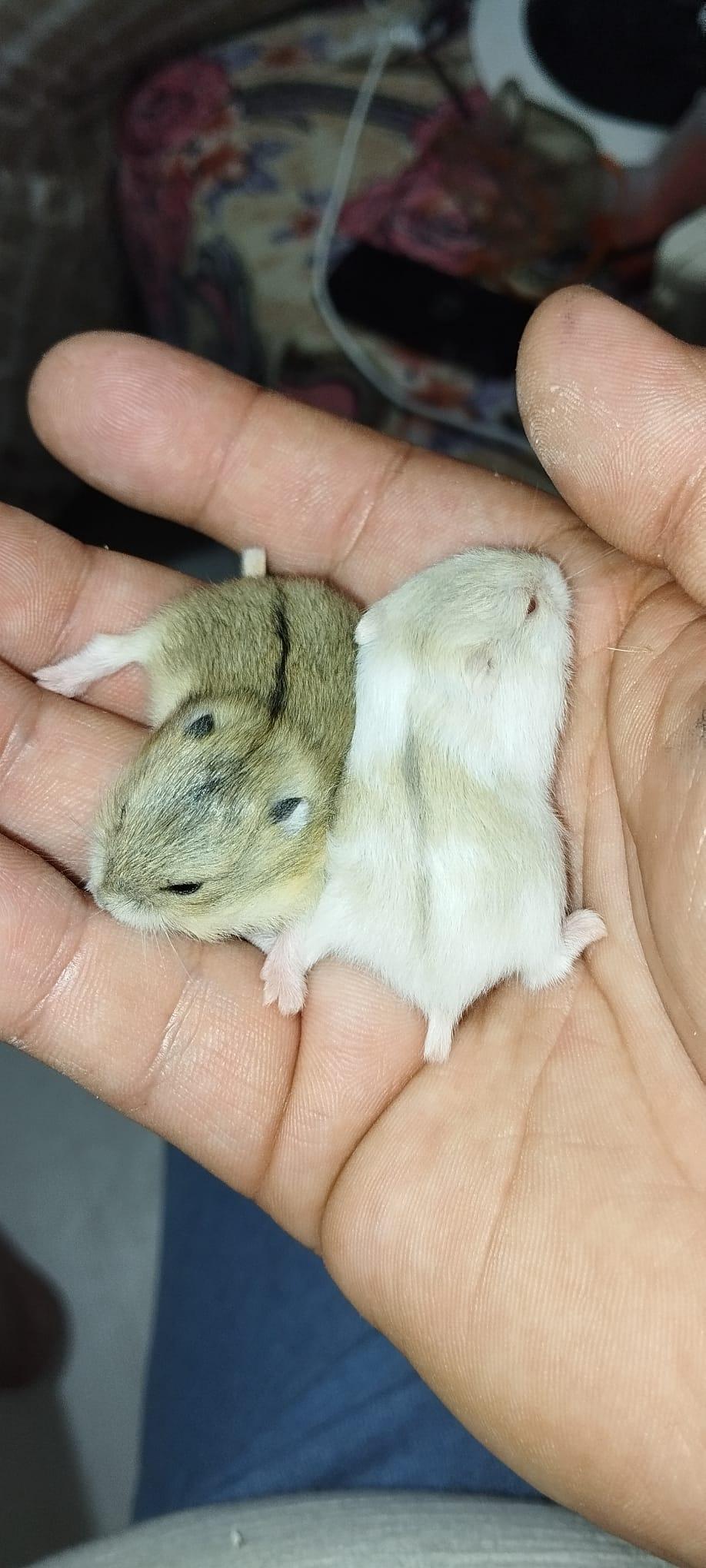 Beyaz Kobay Lab Ve Panda Mice | Petcim.com - 1041722