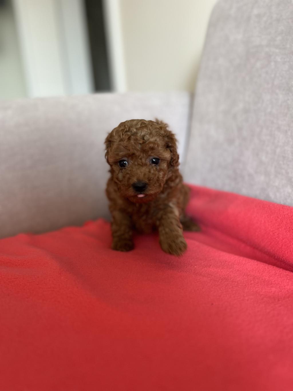 Oyuncak Boy Orjinal Kore Kan Toy Poodle Dışı Yavrularımız | Petcim.com ...
