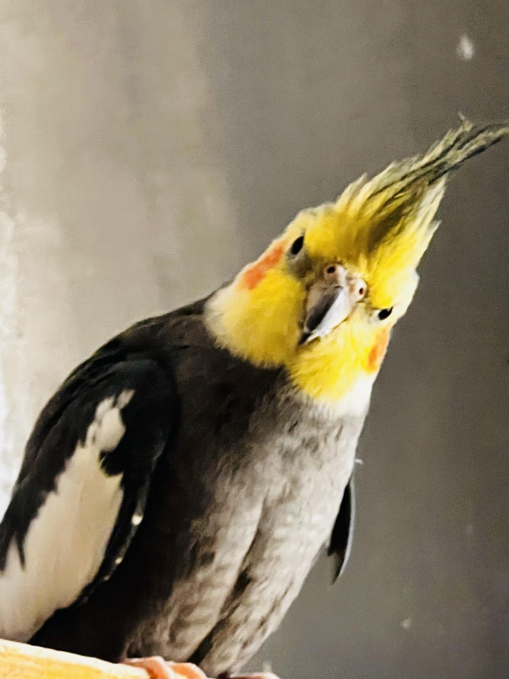 İki Çift Sultan Papağanı 1,5 Yaşında | Petcim.com - 1244634