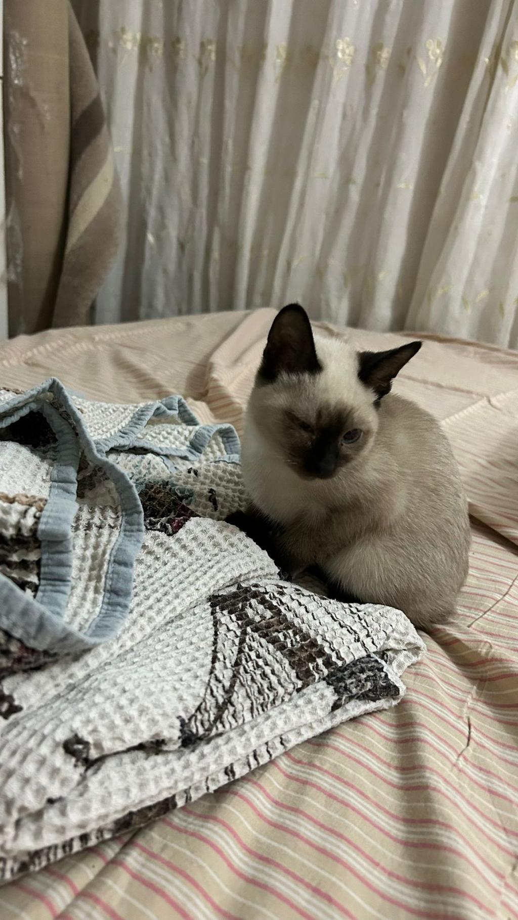 Yavru Siyam Kedisi | Petcim.com - 1130312