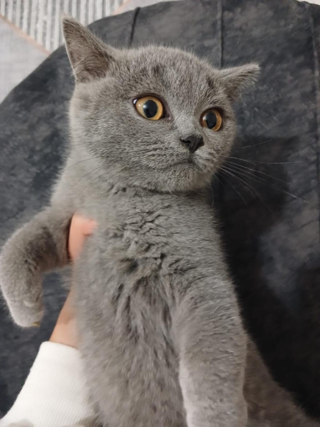 British Shorthair Oğluşumuz | Petcim.com - 1239789