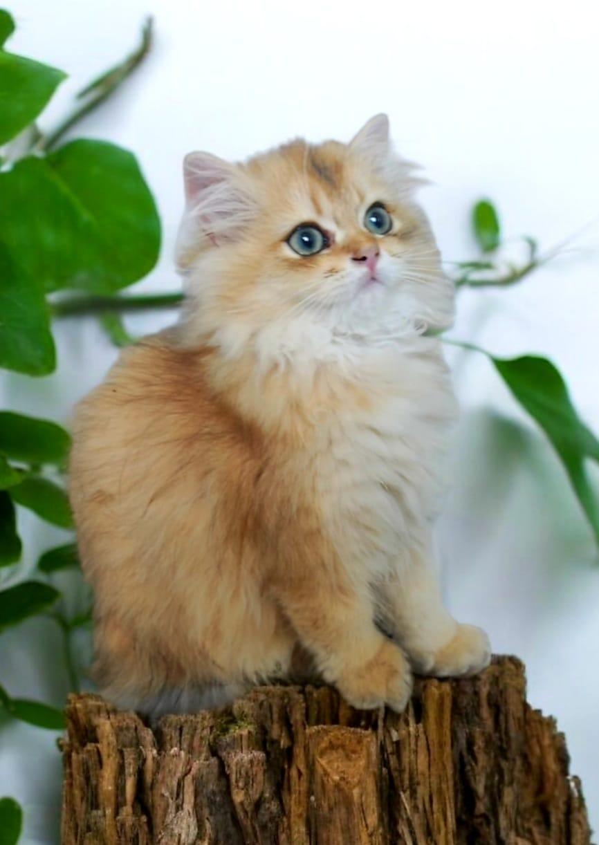 Ny11 Golden British Longhair Yavru | Petcim.com - 1096399