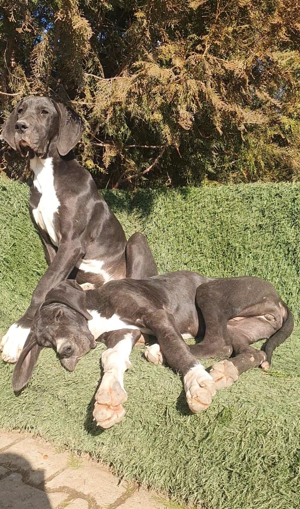 Great Dane (Danua A Şecereli ) | Petcim.com - 961615