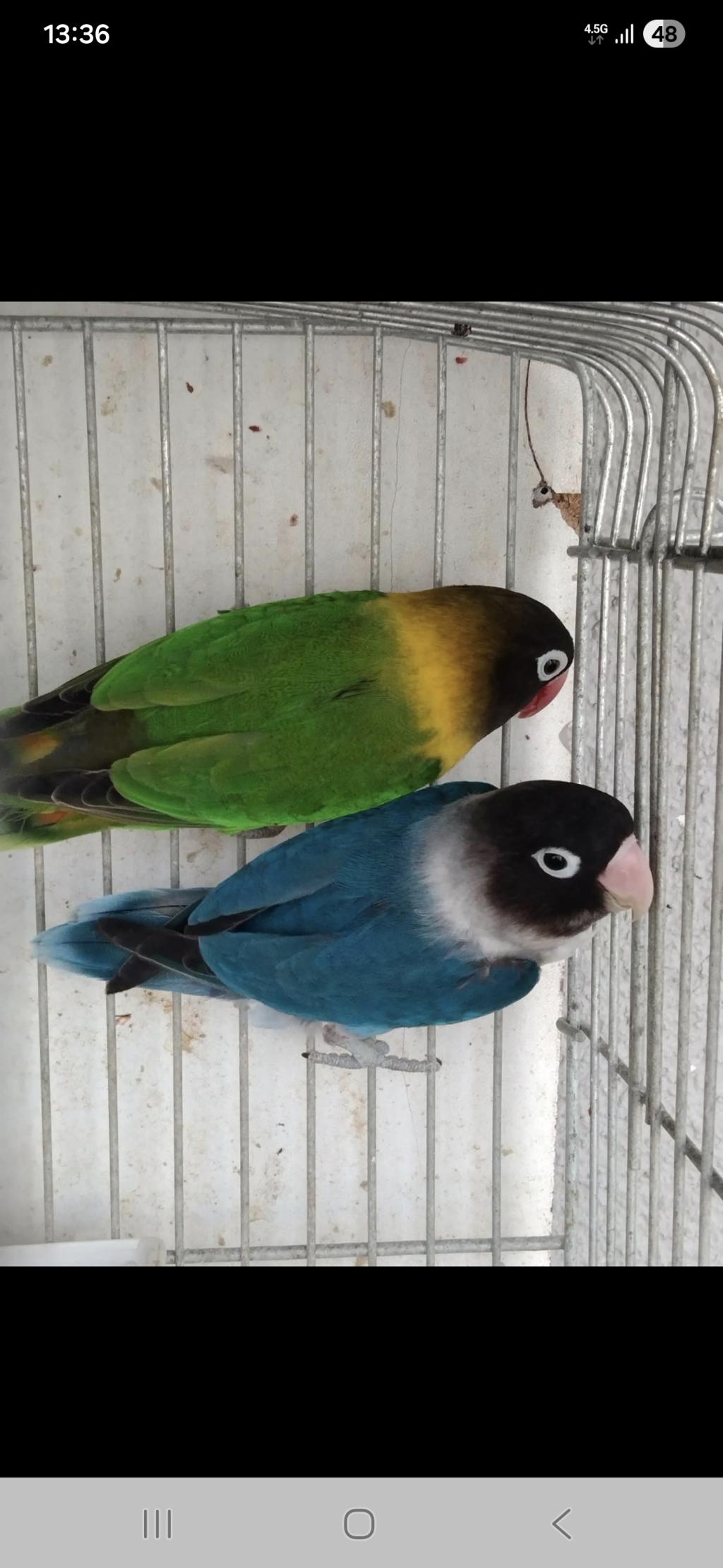 İki Cift Cennet Papagani Yumurtlamaya Yakin | Petcim.com - 1294277