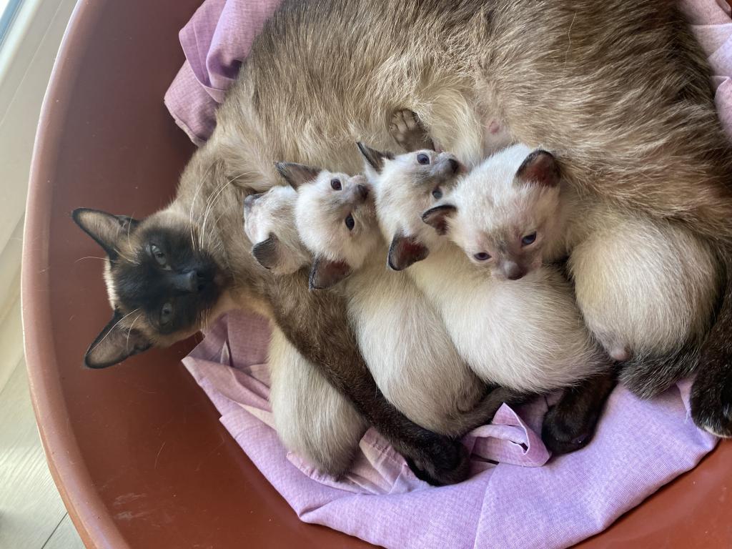 Yavru Safkan Siyam Kediler | Petcim.com - 1197804