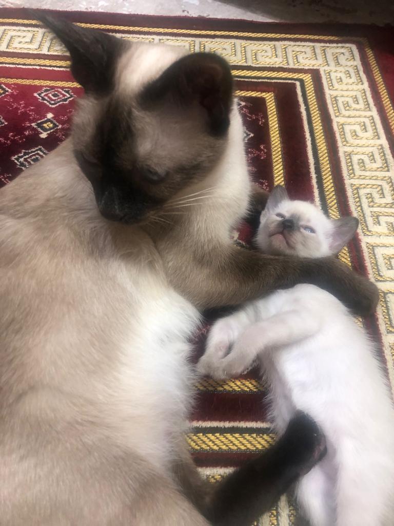 Erkek Gül Kuyruk Siyam Yavru | Petcim.com - 867875