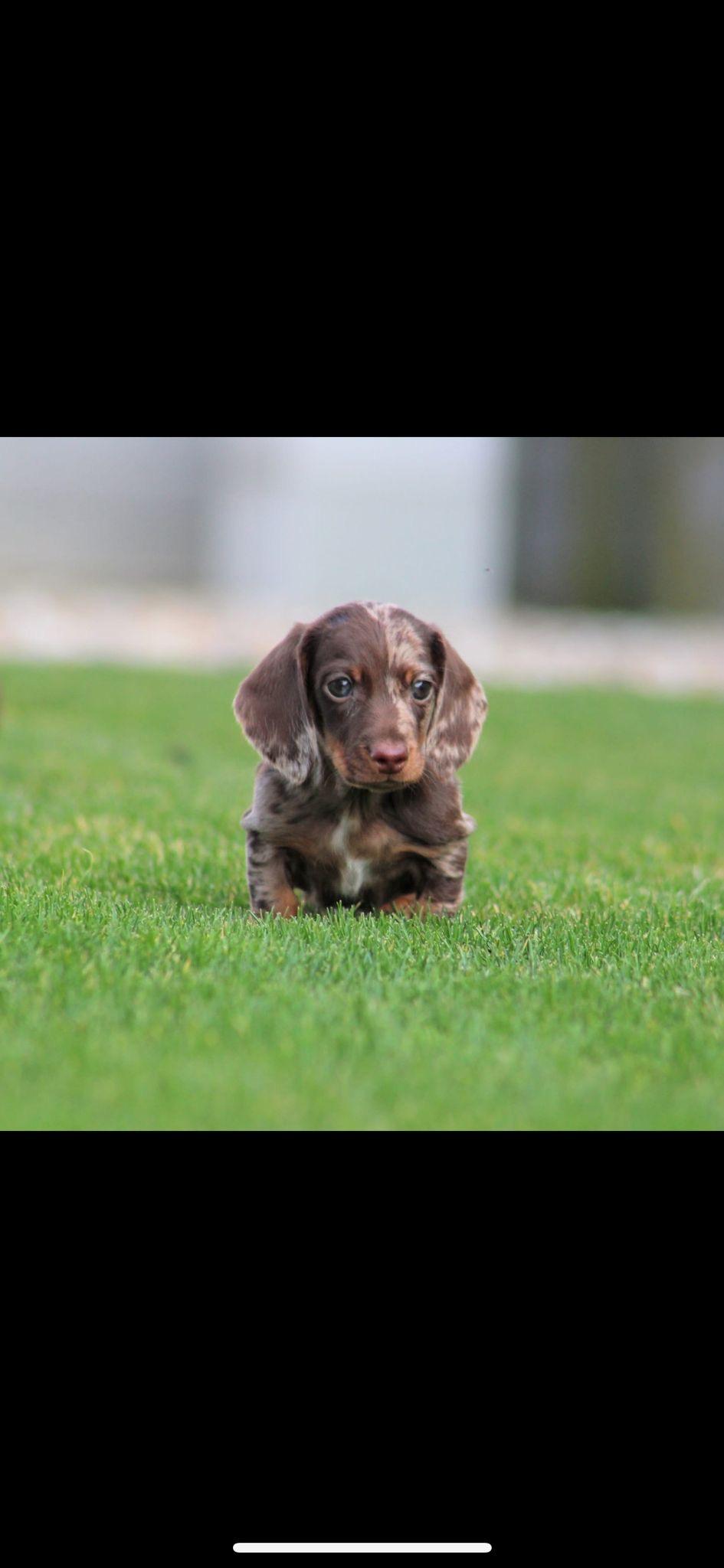 Nadir Bulunan Irk Ve Özel Renk Dacshund Sosis Aşılı | Petcim.com - 1287679