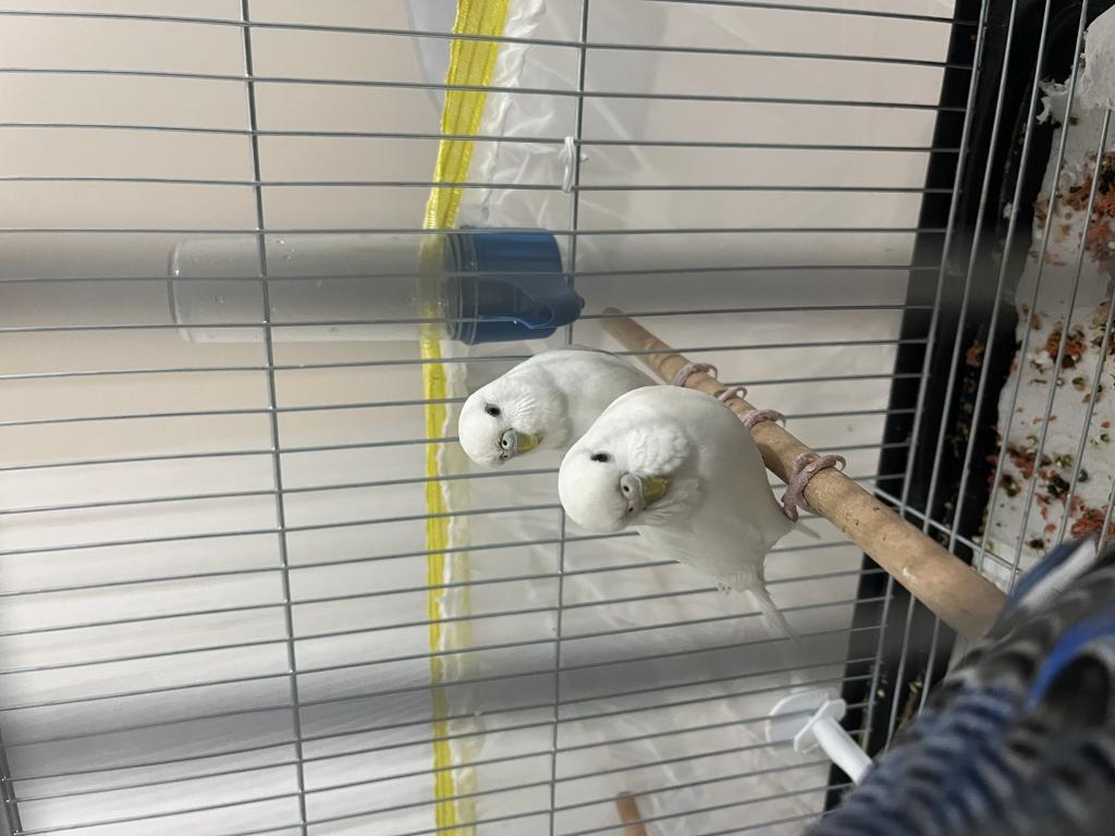 4 Muhabbet Kuşu Büyük Üretim Kafesi Ve Aksesuarı | Petcim.com - 1291106