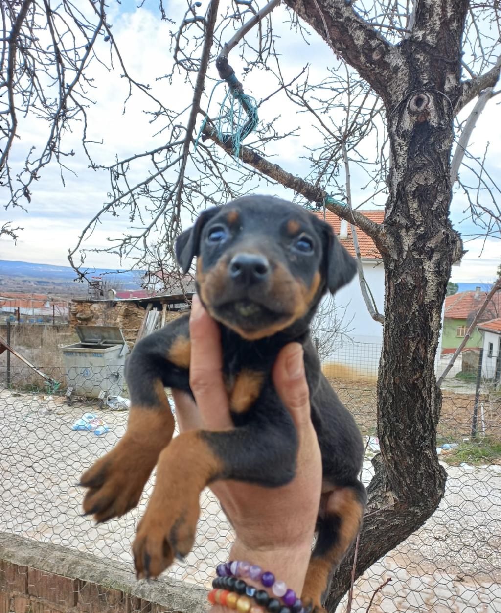 King Doberman Estetikli Ve Estetiksiz | Petcim.com - 961827 King Doberman Estetikli Ve Estetiksiz | Petcim.com - 961827