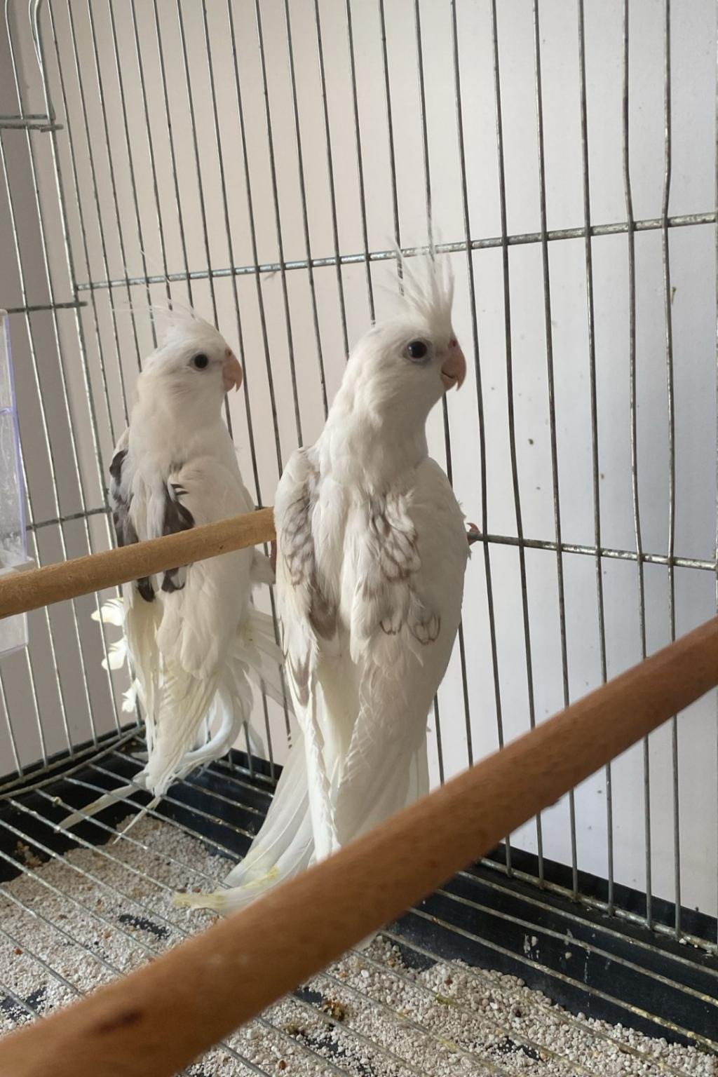 Heawy Zincir Desen Kanat Sultan Papağanı | Petcim.com - 1382758