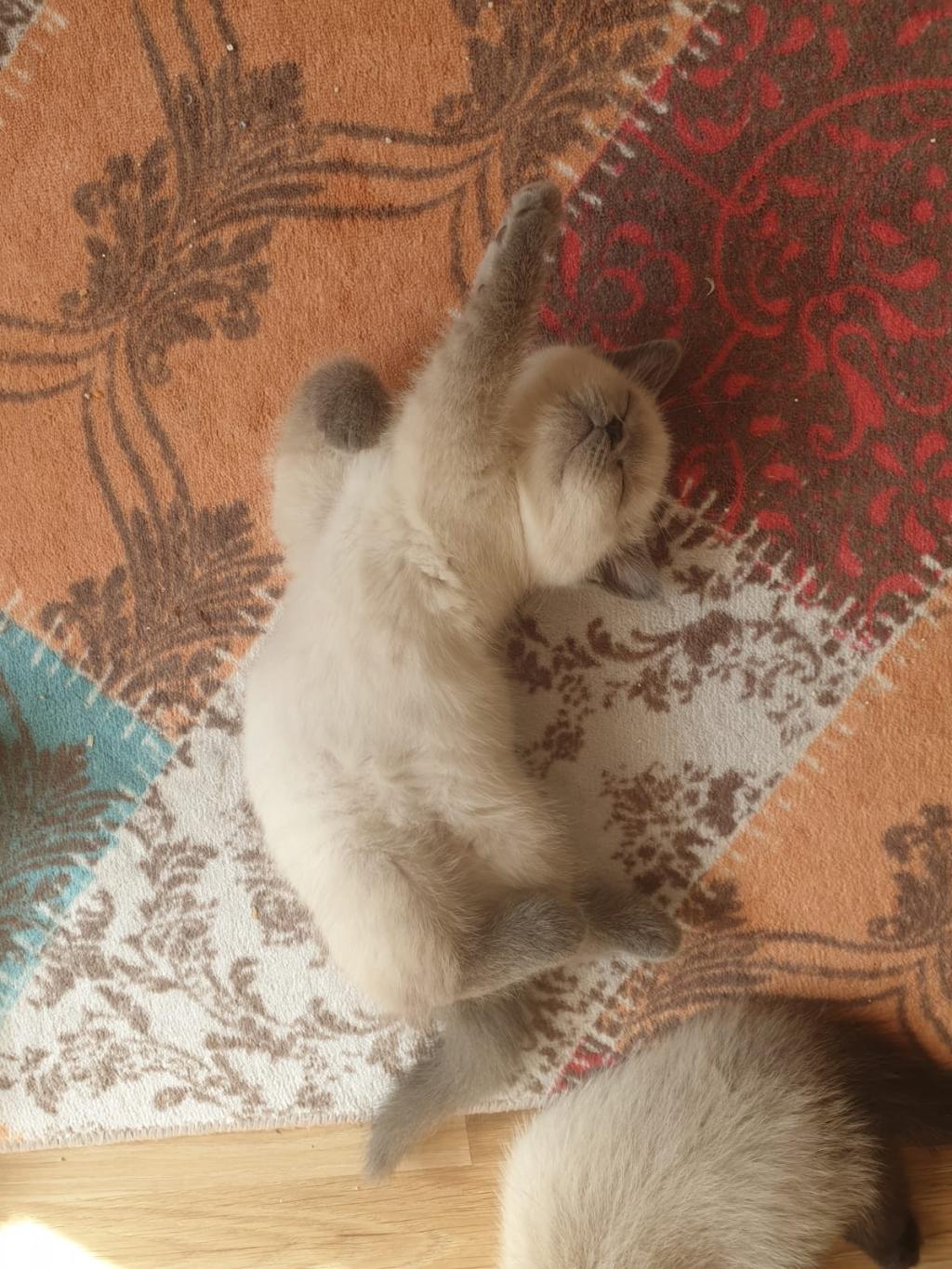 Güzeller Güzeli British Shorthair Blue Point Yavrularım | Petcim.com ...