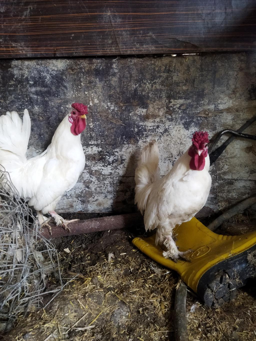 Tindet Yumurtalar Durumda Ve İspeç Horoz Öter Eşler Dur | Petcim.com ...