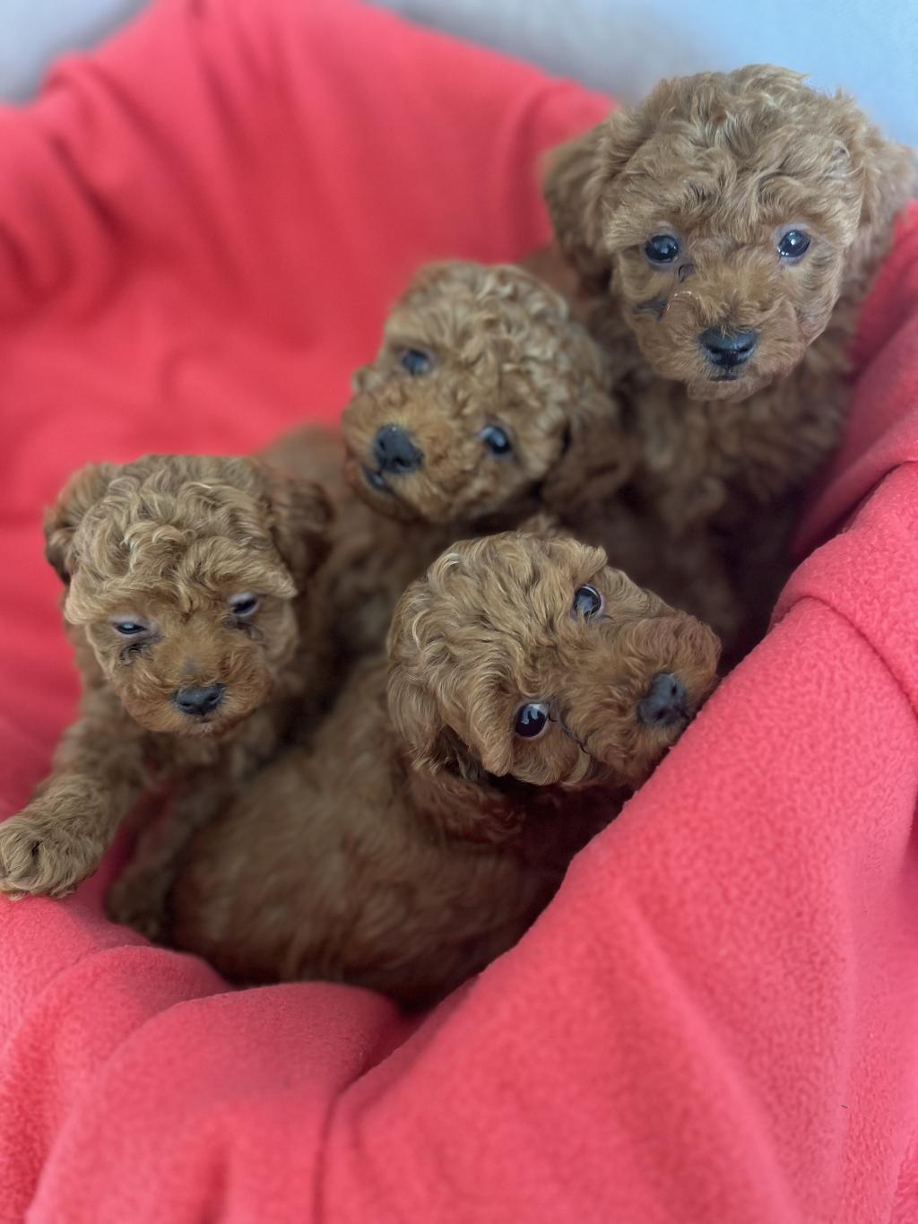 Oyuncak Boy Orjinal Kore Kan Toy Poodle Dışı Yavrularımız | Petcim.com ...