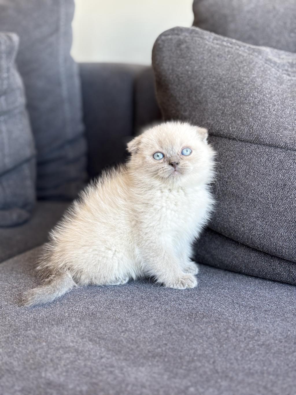 Scottish Bluepoint Yarumuz Yeni Evine Gitmeye Hazır | Petcim.com - 1315363