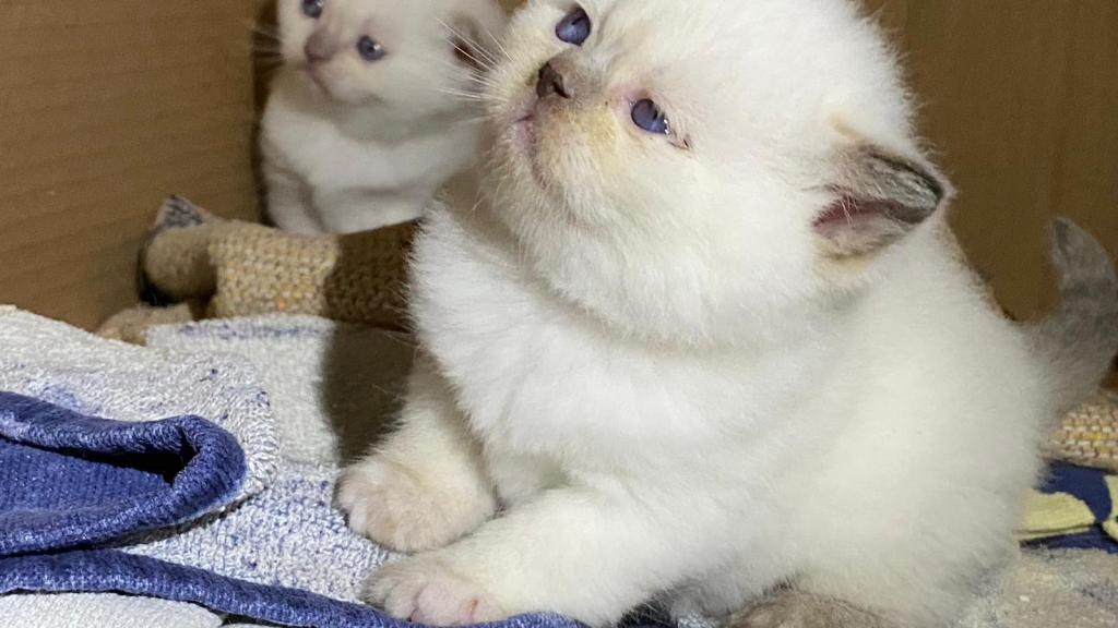 Scottish Fold Blue Point Ve British Blue Point | Petcim.com - 737165